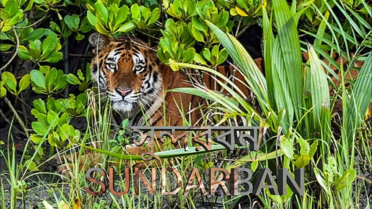 Tiger Crossing at full tide । Sundarban Tiger Reserve । Tiger - YouTube