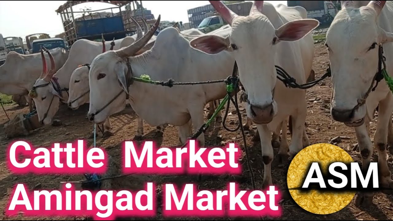 Episode -115 | Amingad Cattle Market, Bagalkot District, Karnataka ...