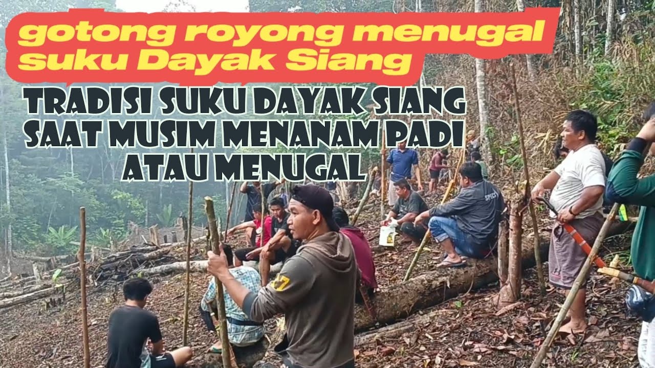 menugal atau menanam padi suku Dayak Siang pedalaman Kalimantan tengah ...