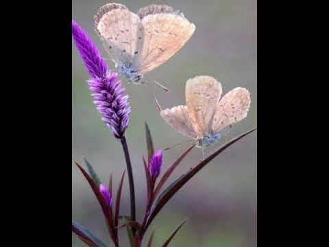 ali çilingir yar senden başkasına