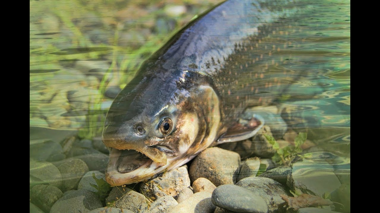 How to Prepare /Fillet Whole Fresh Char Fish for Sushi !! - YouTube