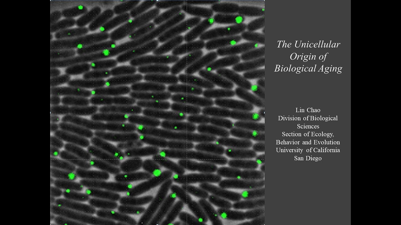 Biological Aging: Its Origin in Single Celled Organisms - YouTube