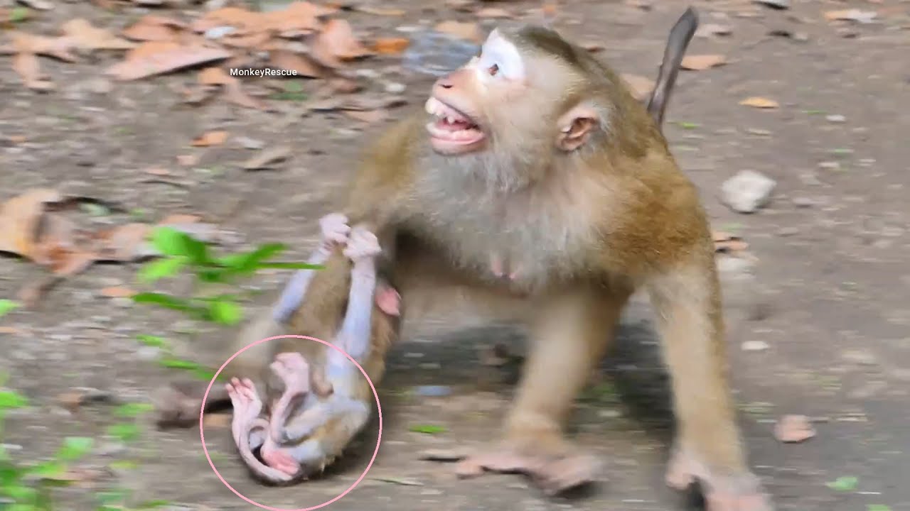 Awesome video!.. Mother protecting her daughter Lucy from @ngry male ...