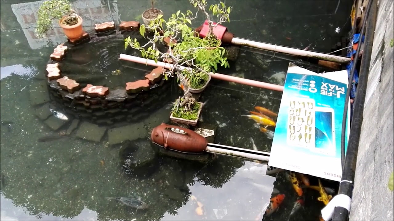 Growing And Breeding Koi As A Hobby In Iligan City - YouTube