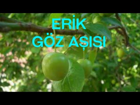 Erik göz aşısı tree grafting