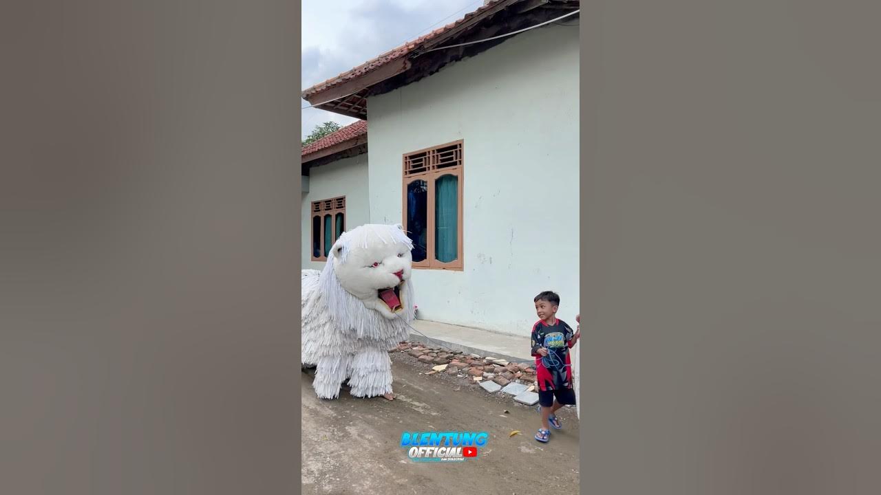 Can macanan lagi di angin Bocil ff - YouTube