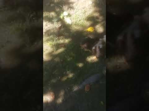 Qaydasız        döyüşükiləri        xəzəngül        xuraman       xalidə         döyüşkülərin