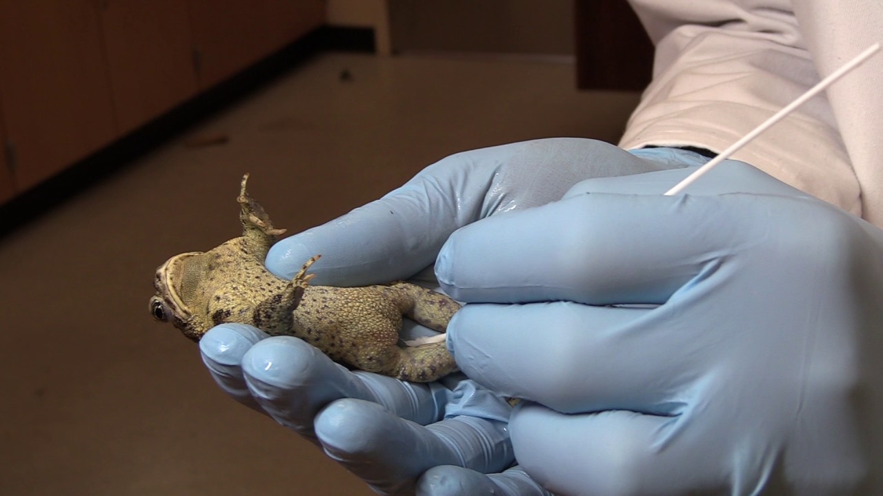 How to collect a microbiome swab from an amphibian - YouTube