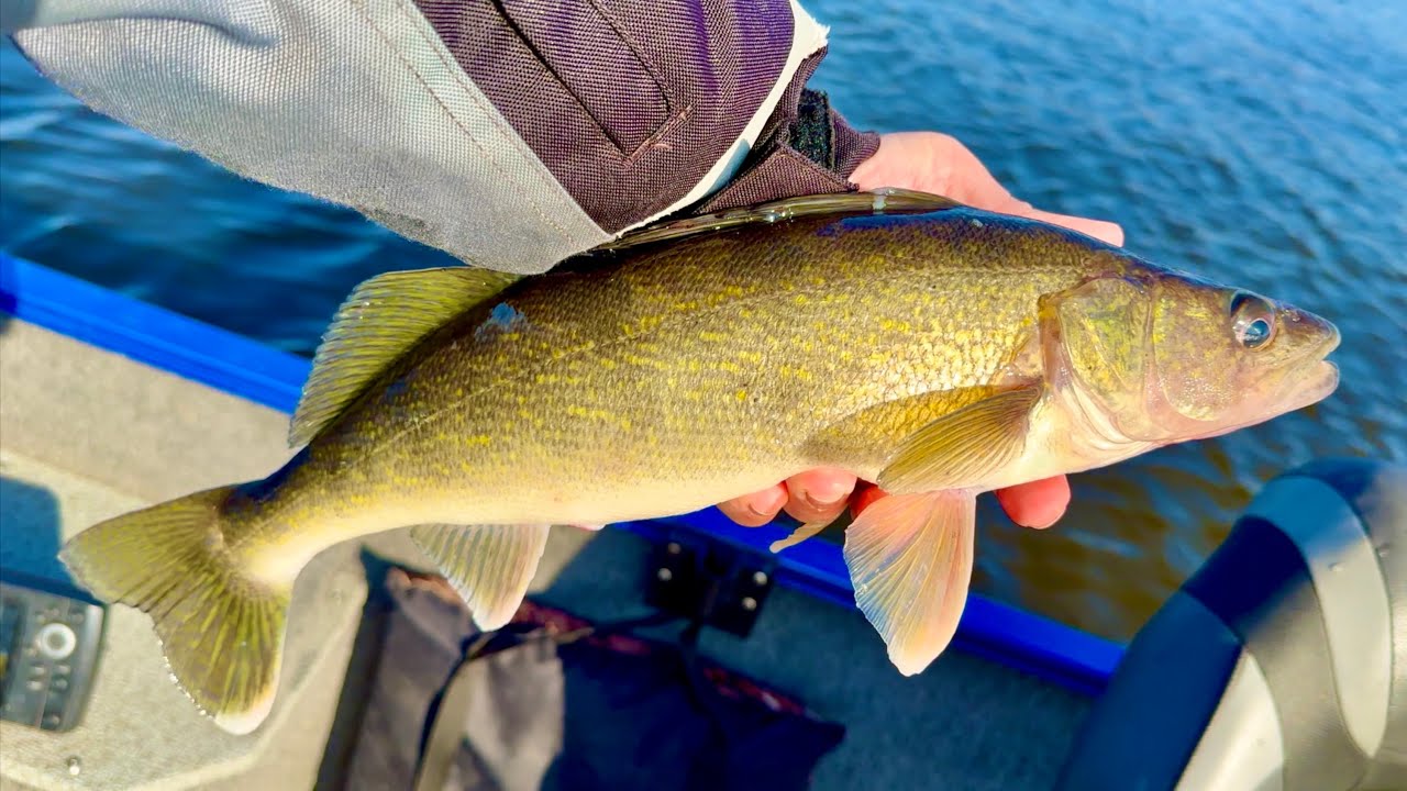 Spring Mississippi River Wing Dam Walleye! - YouTube