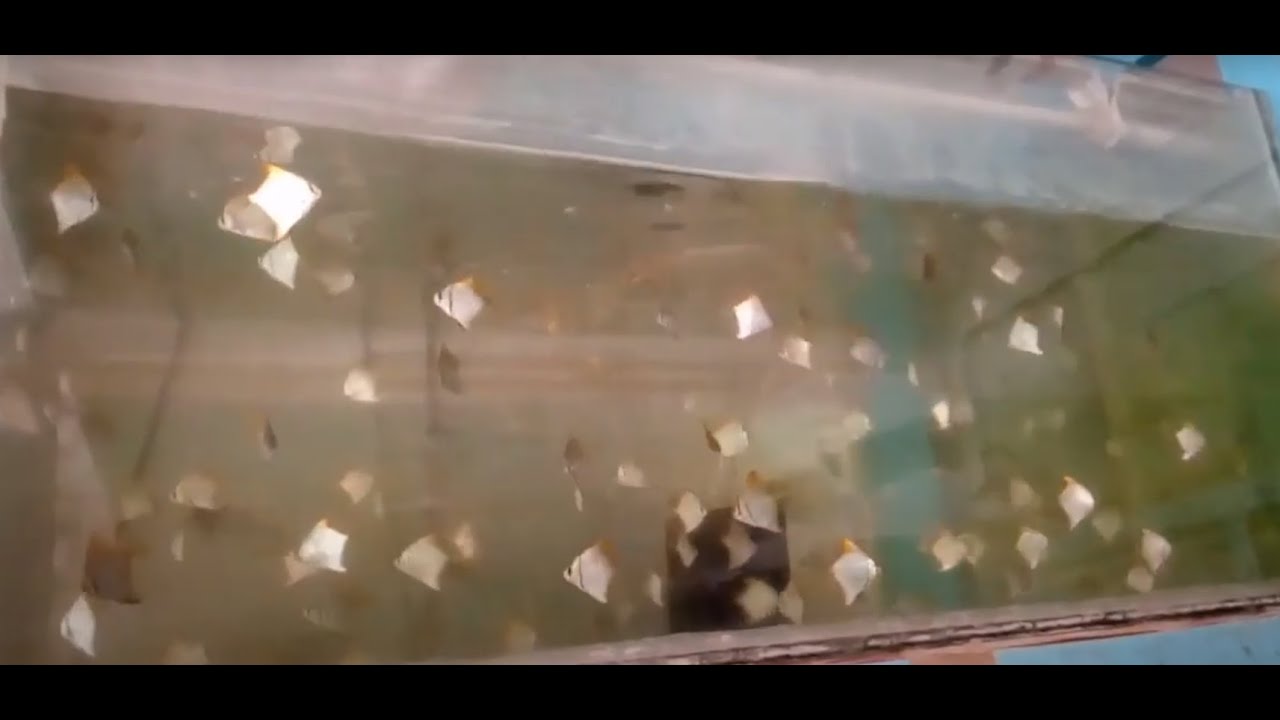 color fishes Kolathur - Fresh water fish aquarium - YouTube