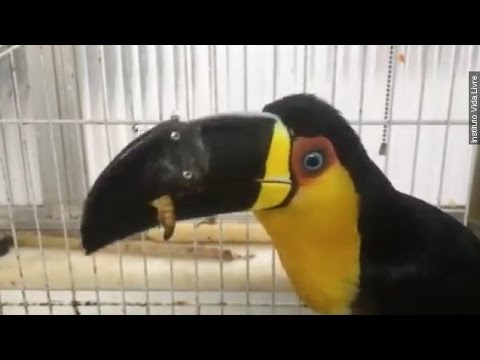 Scientists 3-D Print A New Beak For This Mistreated Toucan - Newsy ...