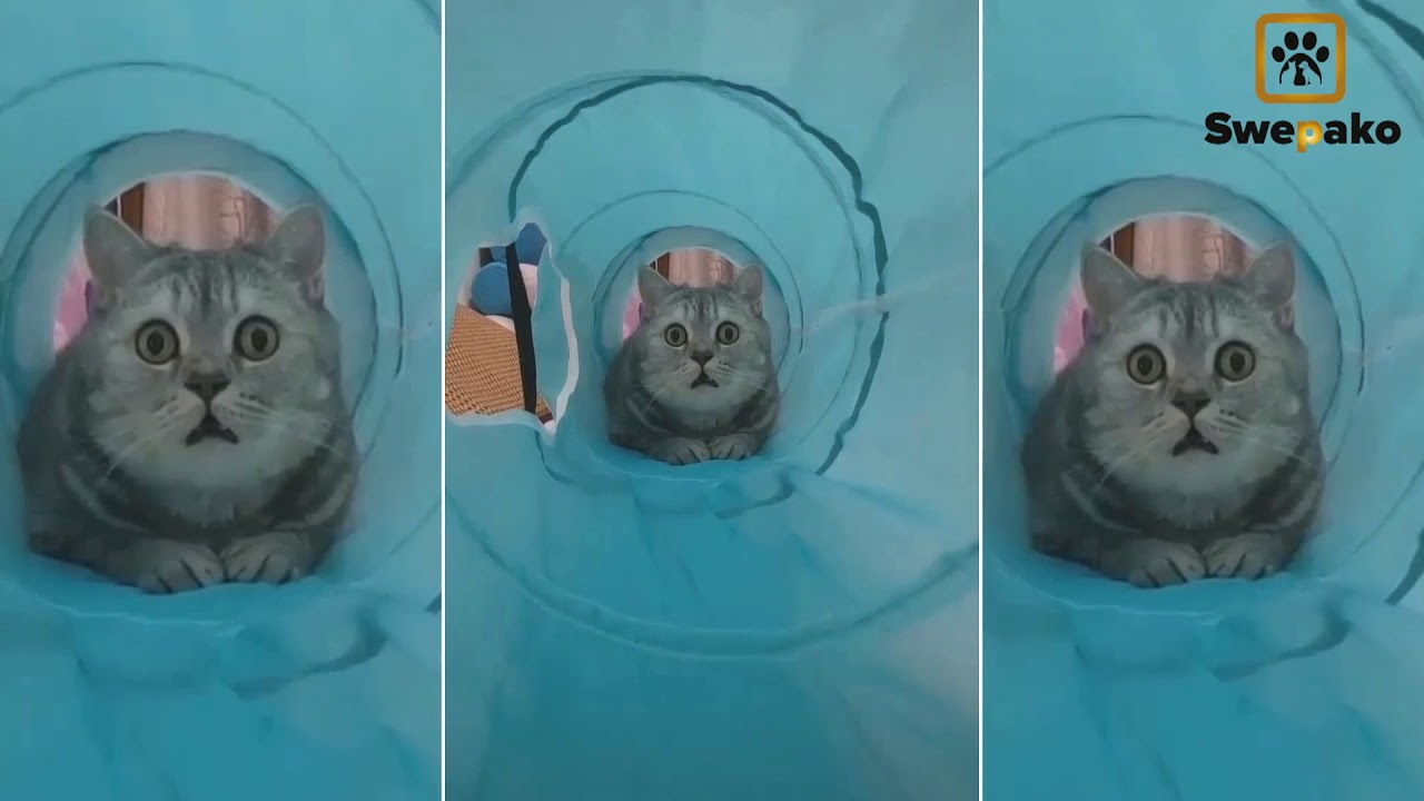 Amazing Cats 😻😊 - Best Funny Cat Videos Compilation - YouTube