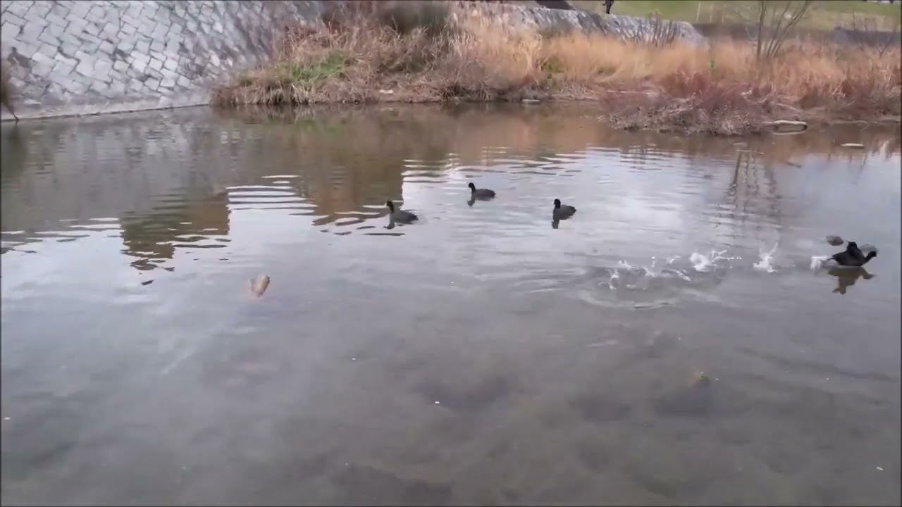 Flight 224 - YouTube