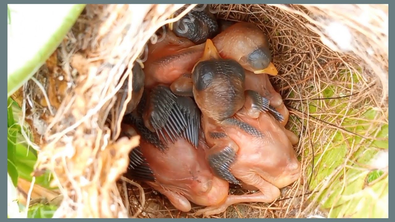 Chicks open their mouths to eat | Sparrow's baby | 🦜🐣🐤 | #birds # ...