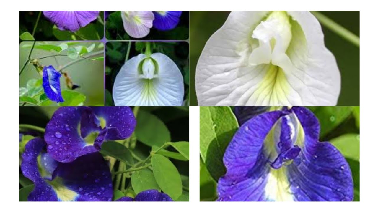 #Step by step guide about sangu flower tea benefits in tamil/#sangu ...