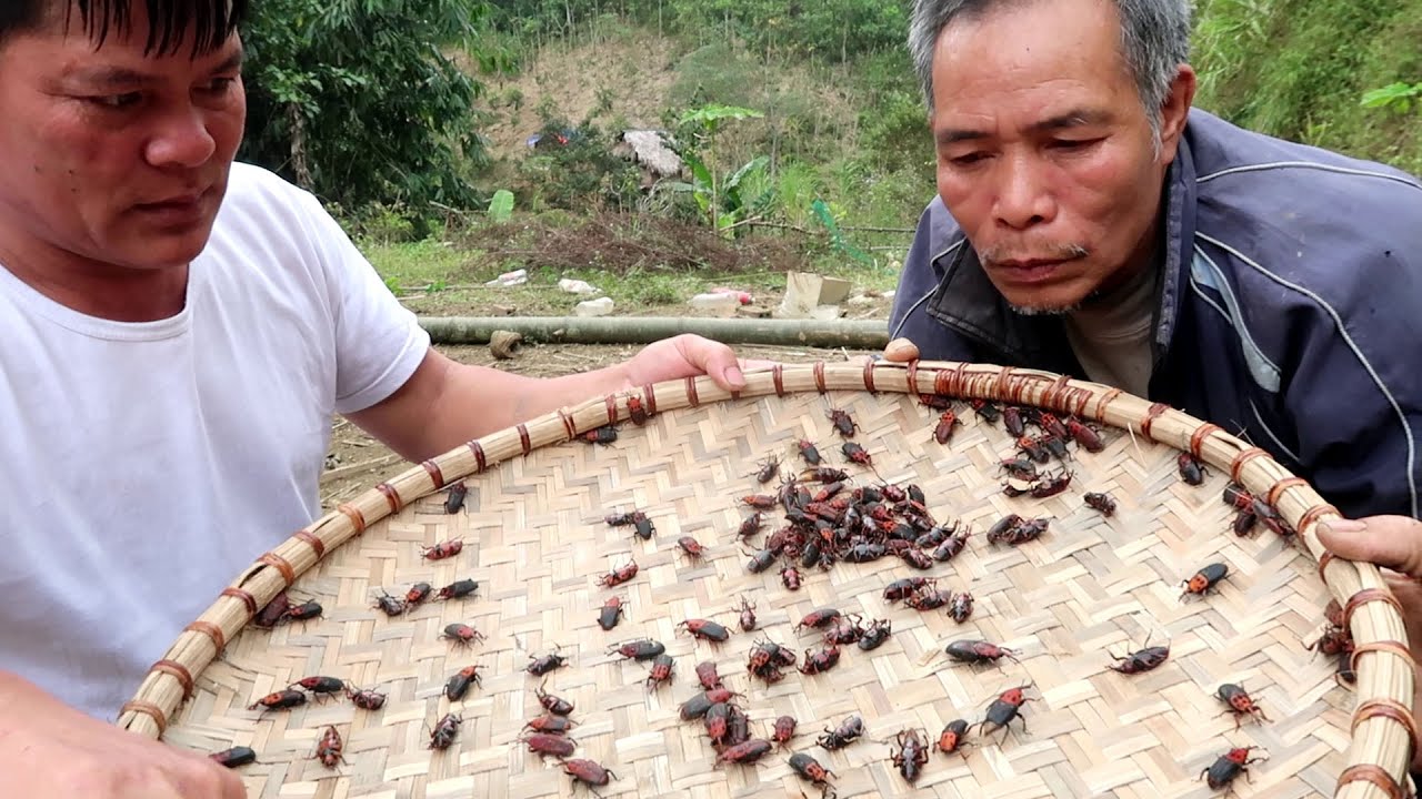 Jungler catches weird bugs and bakes colorful bugs - YouTube