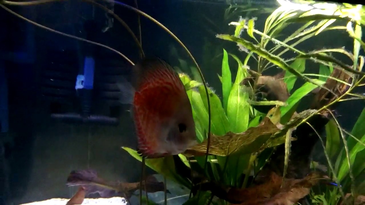 40 Gallon Planted Discus Tank Aquarium - Water Change and Six Lessons ...