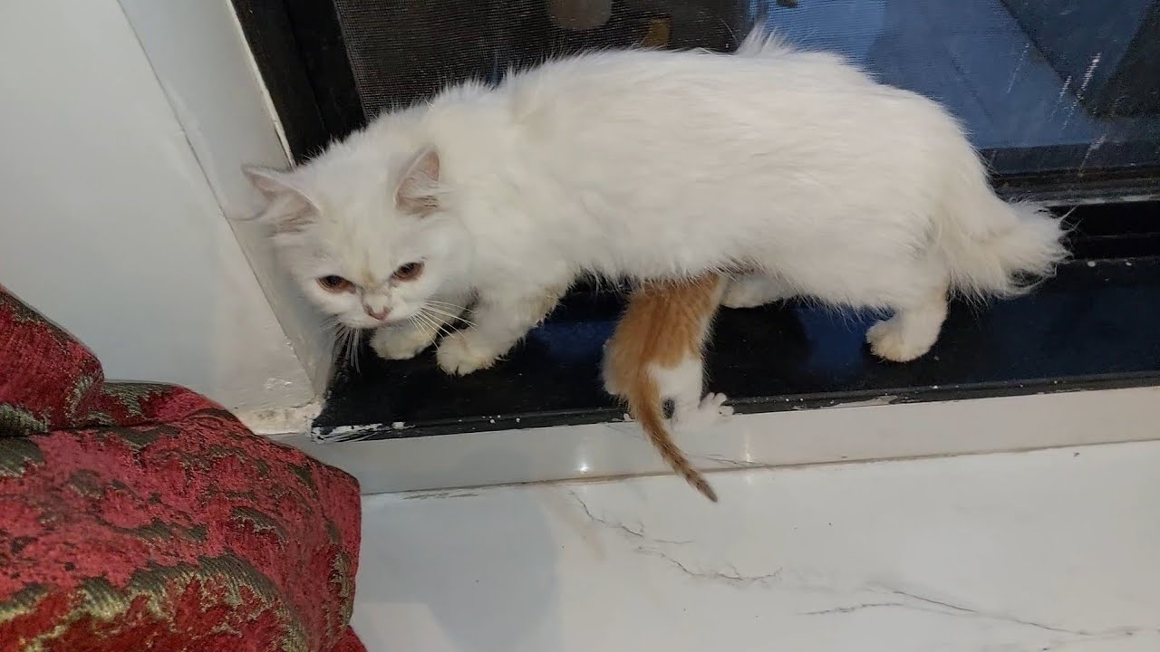 Mother Cat Is Hiding And Calling Her Kittens In The Corner - YouTube