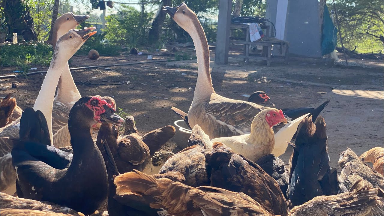 Goose is stronger than duck and chicken - give feed goose duck and ...
