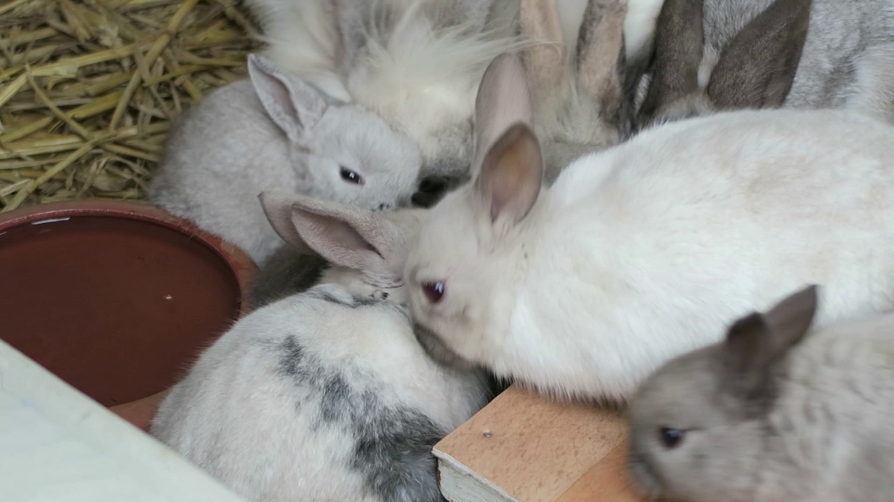 smaa kaniner - YouTube