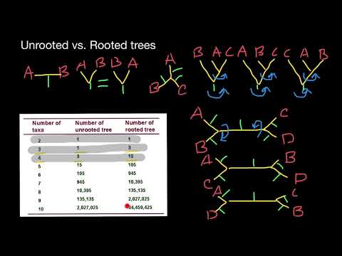 Rooted vs. Unrooted Phylogenetic trees diversity - YouTube