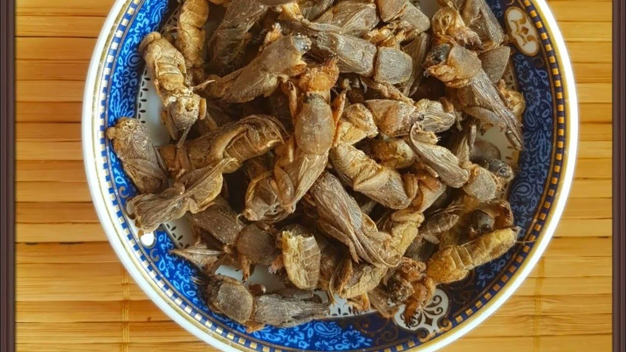 Сушеная медведка - YouTube