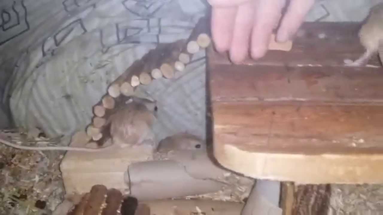 My egyptian gerbils (gerbillus pyramidum) - YouTube