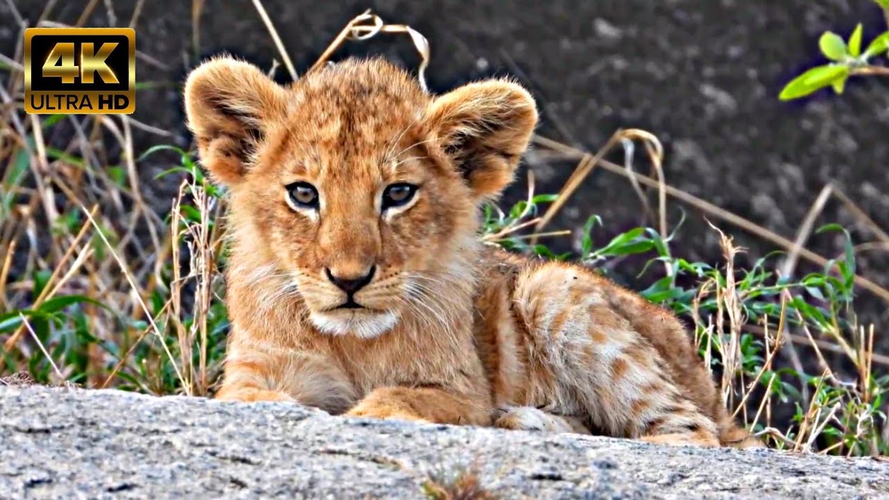 Animals 🦁lovers💯||Animals live story 💯||👑king 👈|| king of the forest🌲 ...