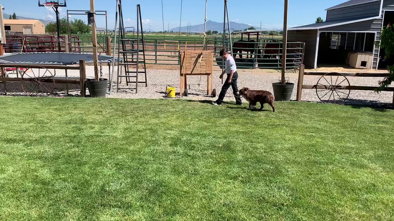 Adam Mecham #2 Showmanship - YouTube