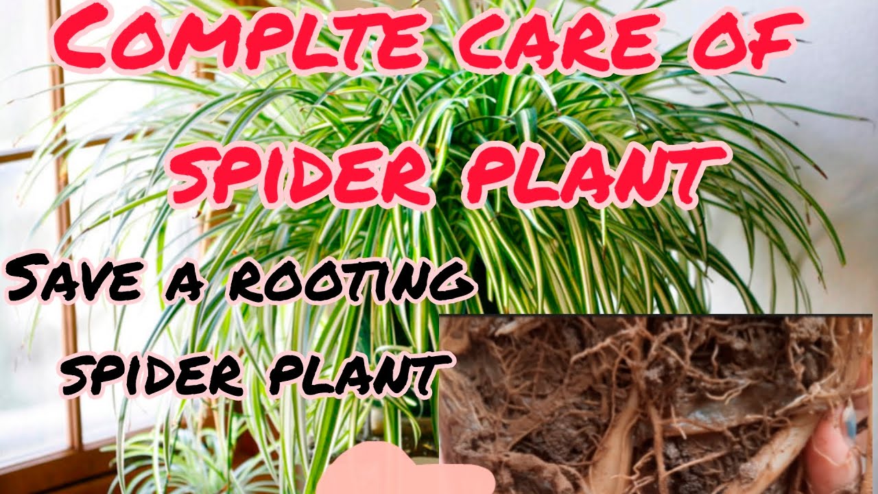spider plant । complete guide about spider plant । save your spider ...