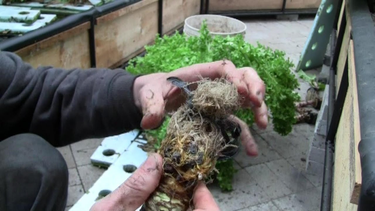 Bursting At The Seams! - YouTube