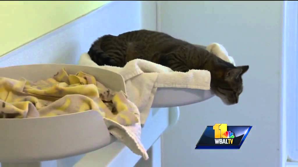 Baltimore cat needs your help in tourney - YouTube