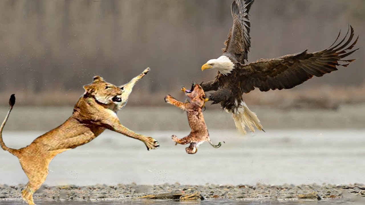 The Hungry Eagle Attacked The Lion Cub and Was Retaliated By The Mother ...