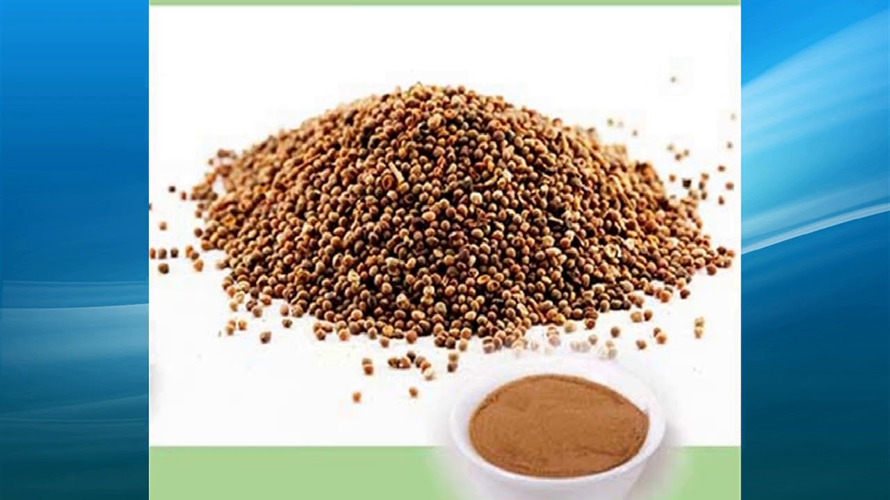 Dodder Seed Extract supplier,wholesale,factory,bulk - YouTube