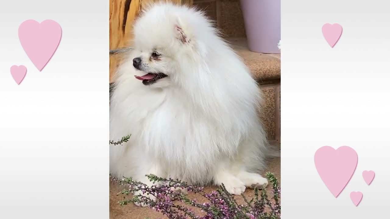 Which dog is the cutest?, What is the top 10 cutest dog?, What is the ...