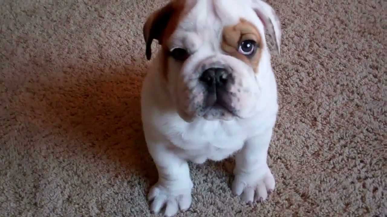 Bulldog Butch Home Alone - YouTube