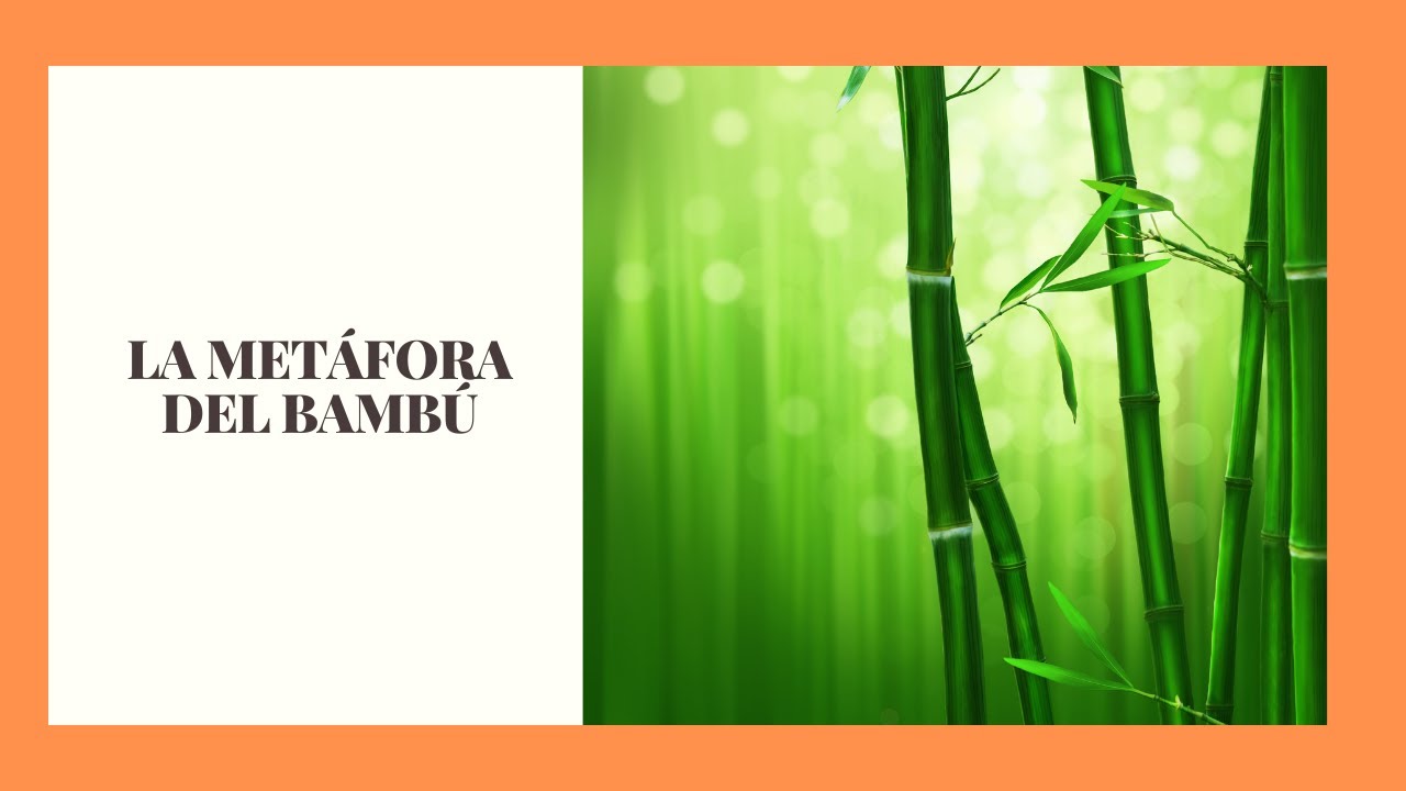 La metáfora del bambú 🎍 - YouTube