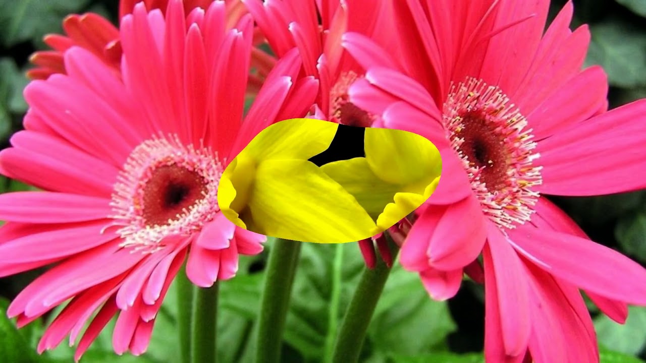 Two beautiful flowers blossom HD1080p - YouTube