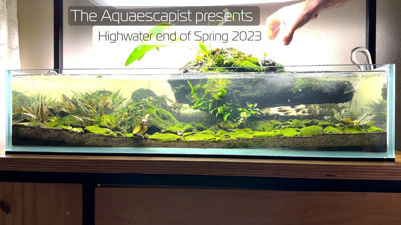 Highwater returns end of Spring 18/11/23 Hangover 90 - YouTube