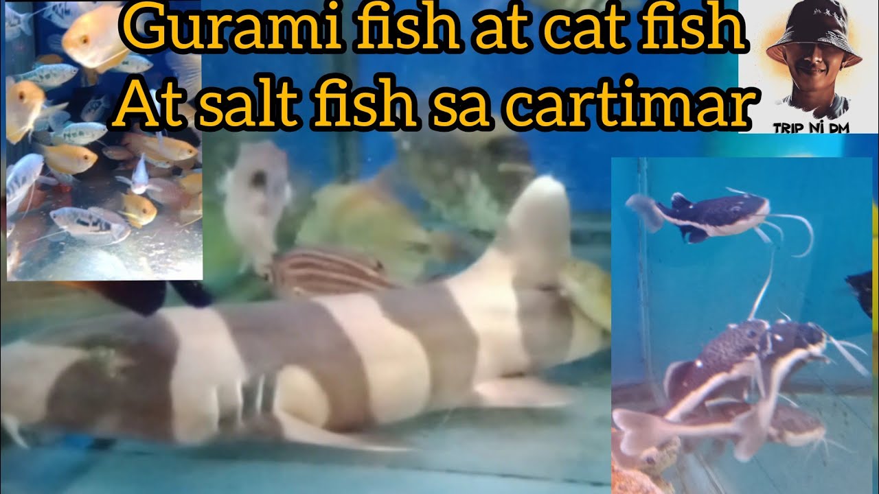 gurami fish at cartimar fish - YouTube