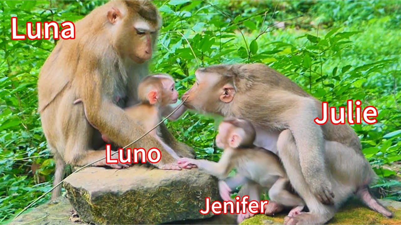Monkey Lulie play with Luno and shows loving to cute baby. - YouTube