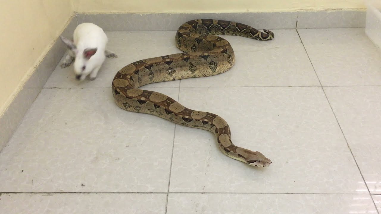 Live Feeding | Boa Constrictor Eating Rabbit | افتراس - YouTube