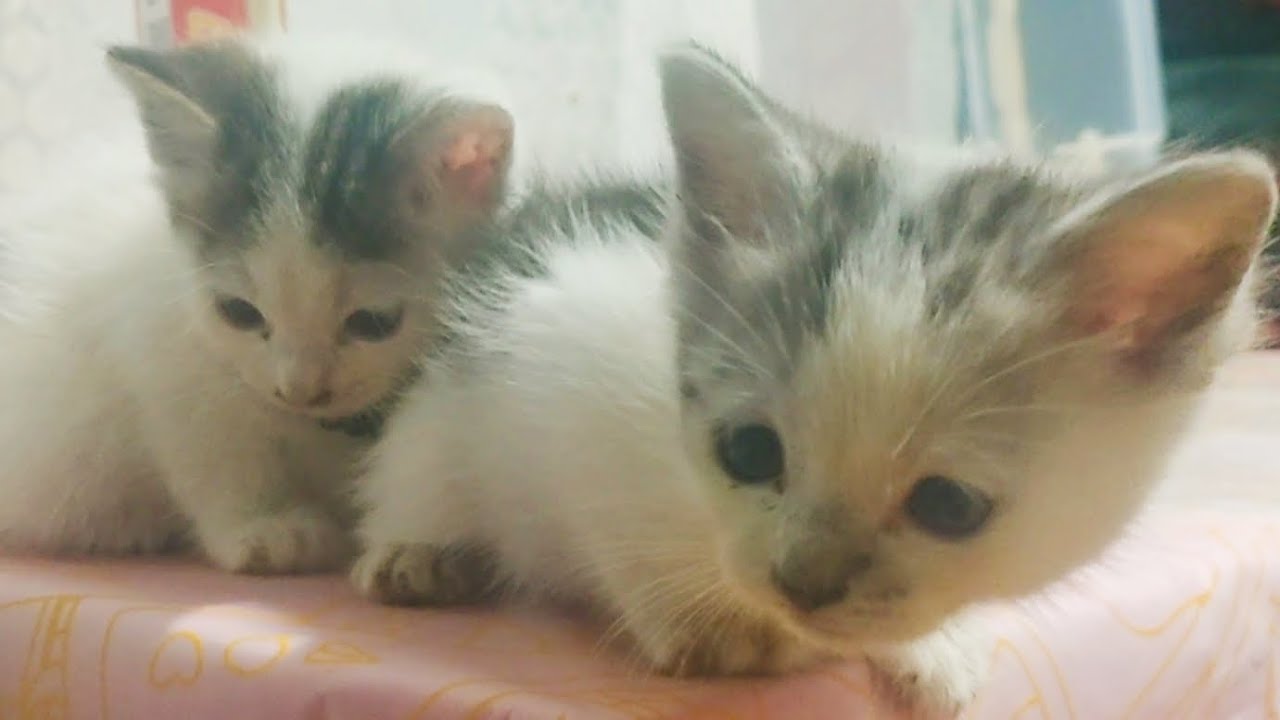 kucing menggemaskan lucu - funny kitten cat - moment cat funny - part ...