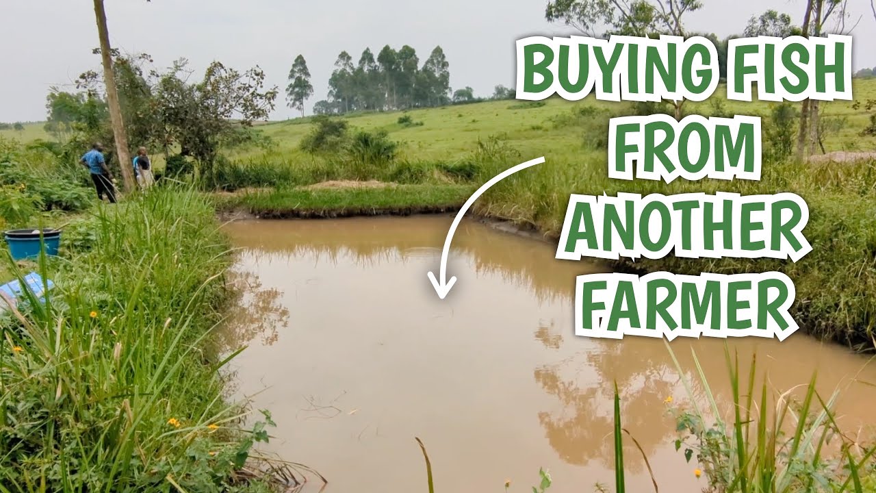 Buying Fish from another Farmer - YouTube