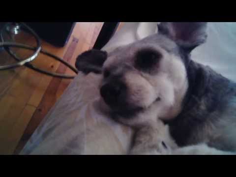 Snoring dog - Horlayan köpek