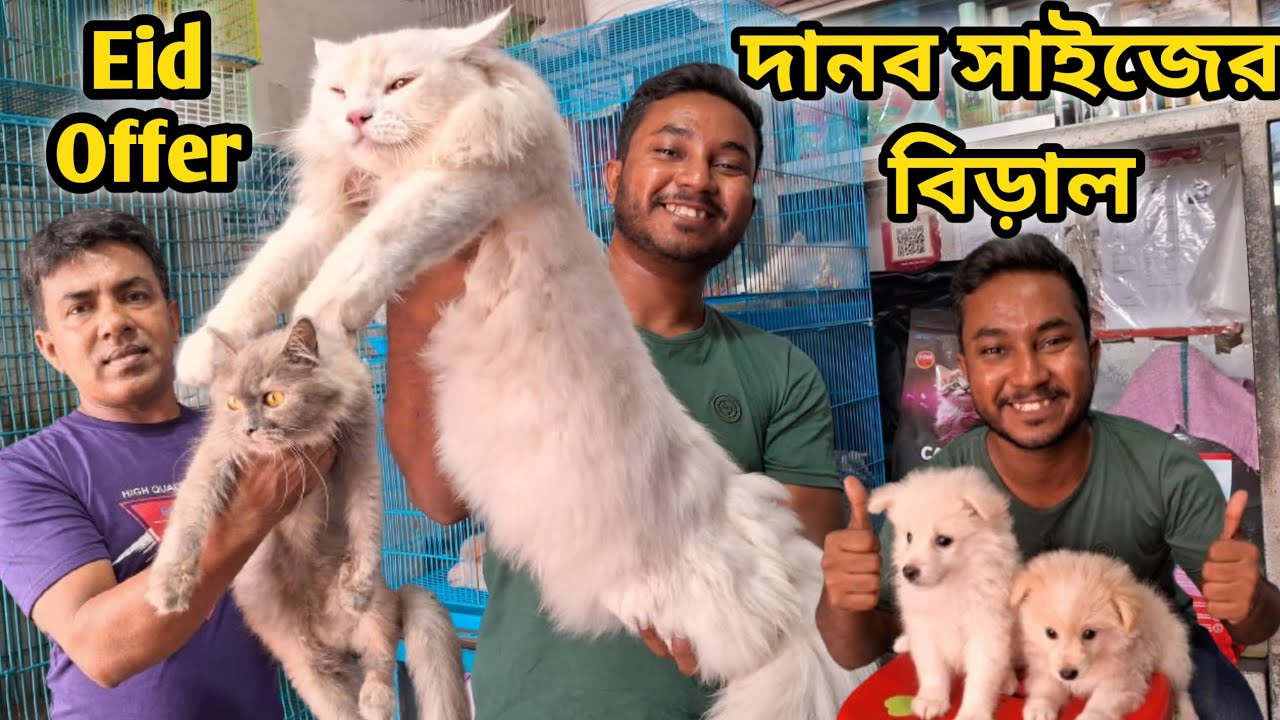 Katabon animal market in bangladesh|German Spitz| Lhasa Apso| Persian ...