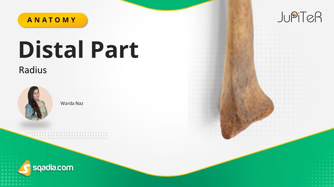 Radius | Distal Part | Bone Anatomy | Upper Limb | Skeletal System | V ...
