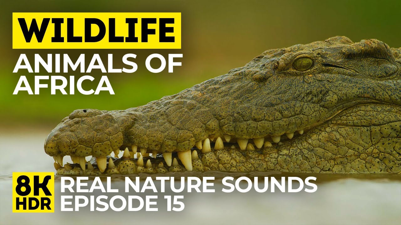 8K HDR Wildlife of Africa - Episode 15 | Close-up Animals of Sanbona ...