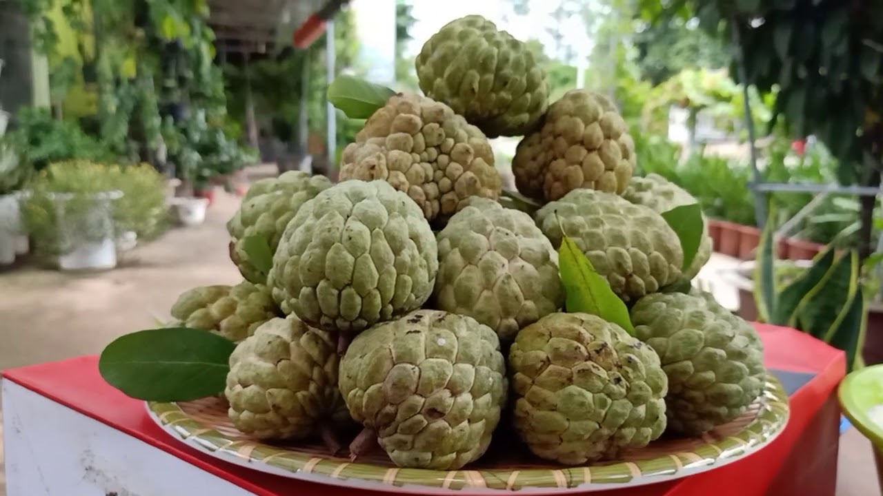Cách làm cho Quả Na nhanh chín / How to make custard-apple fast ripen ...