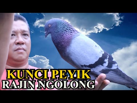 BEGINI CARA MELATIH BIAR PEYIKAN CEPET NGOLONG